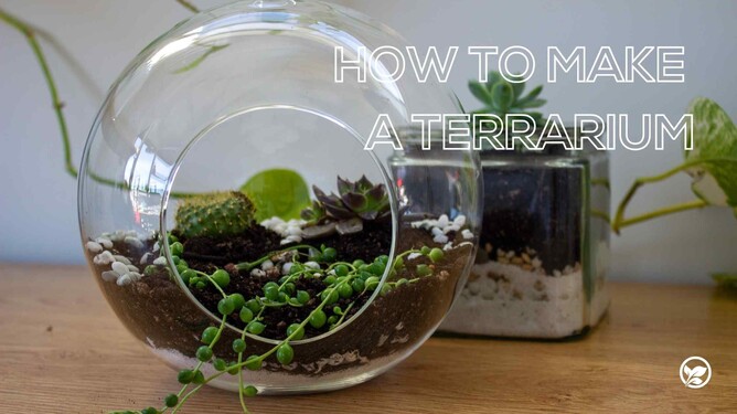 How To Make A Terrarium | Marc Doyle Treework