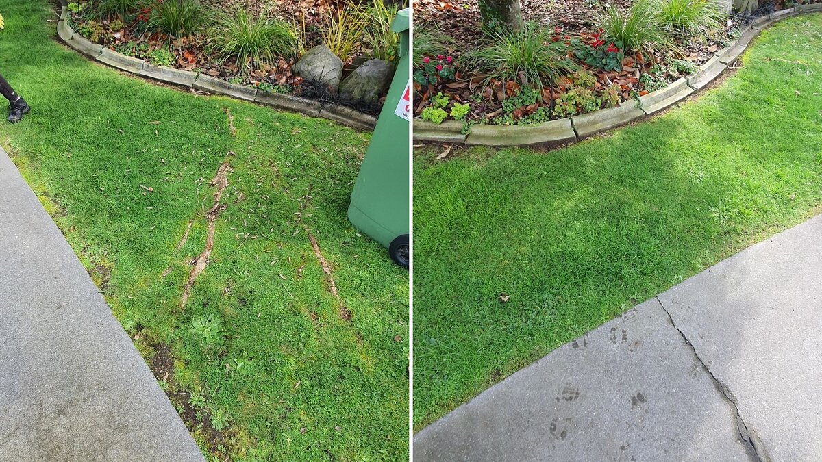 How To Solve Invasive Tree Roots | Marc Doyle Treework