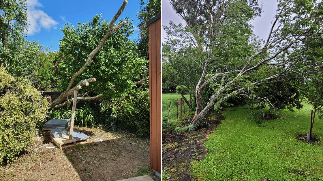 Storm-Damaged Tree Checklist | Marc Doyle Treework