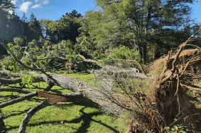 Hamilton Arborist Tree Services | Marc Doyle Treework