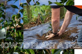 Hamilton Arborist Tree Services | Marc Doyle Treework