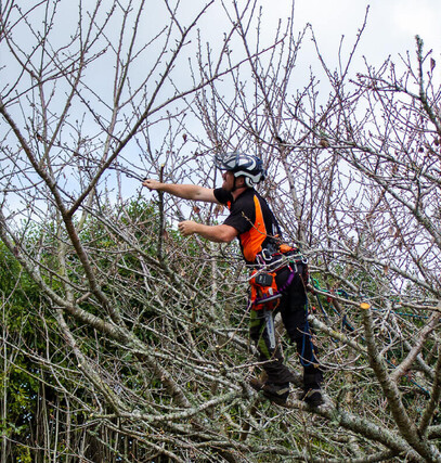 Hamilton Arborist Tree Services | Marc Doyle Treework