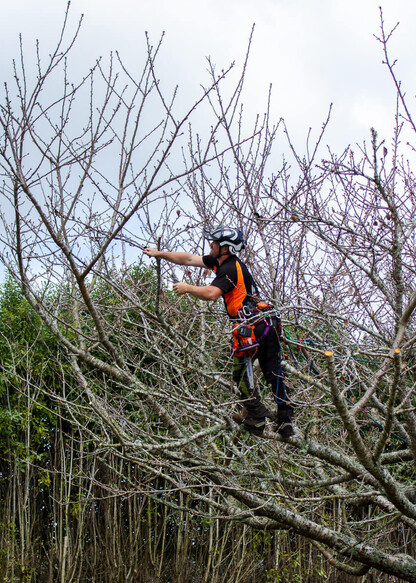 Hamilton Arborist Tree Services | Marc Doyle Treework