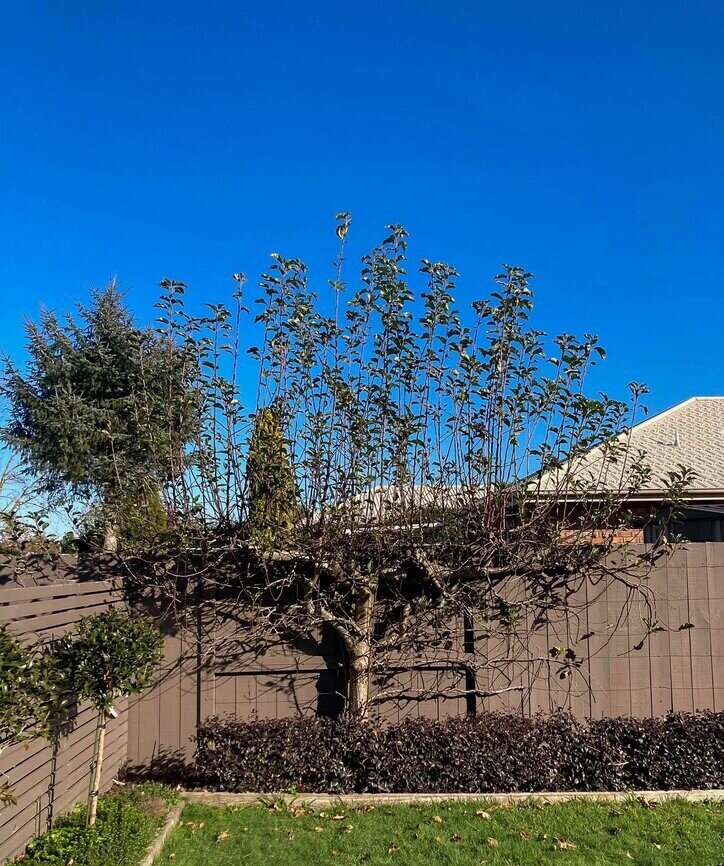 Tree Planting Hamilton | Marc Doyle Treework