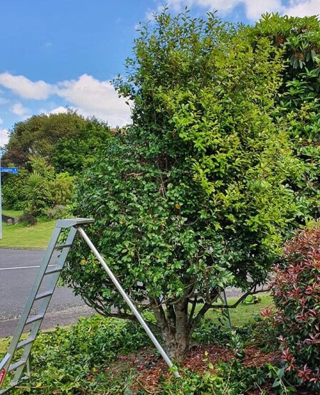 Tree Pruning Hamilton | Marc Doyle Treework