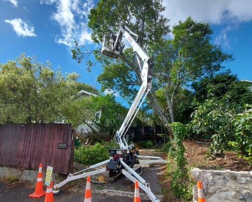 Hamilton Arborist Tree Services | Marc Doyle Treework