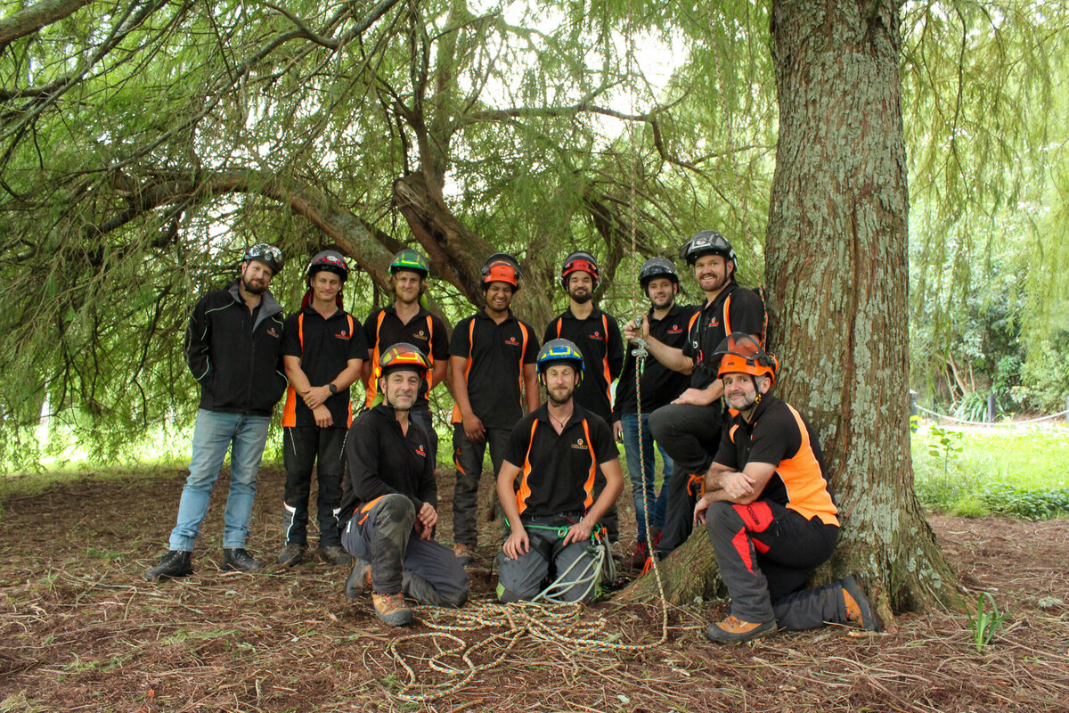 Hamilton Arborist Tree Services | Marc Doyle Treework