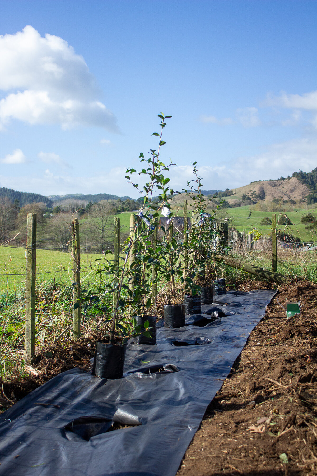 Tree Planting Hamilton | Marc Doyle Treework