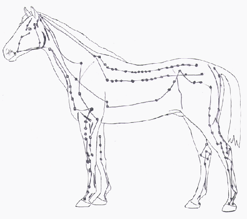 Animal-MRT | Back Pain in the Equine Athlete