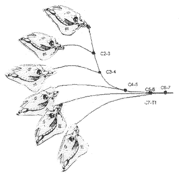 Animal-MRT | Equine Poll and Neck Problems