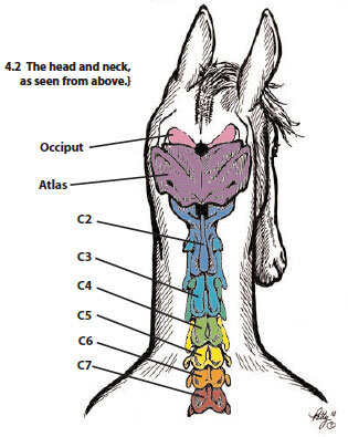 Animal-MRT | Equine Head & Neck Issues