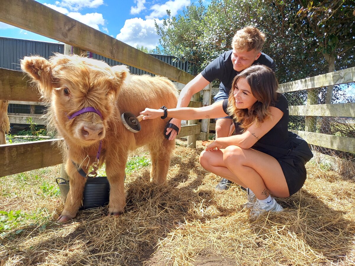 Highland Cow Stud | Ralph Ranch NZ