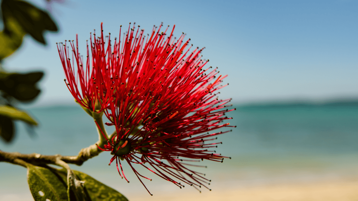 Brain Bloom Room | Study online with Dr. Robert Melillo