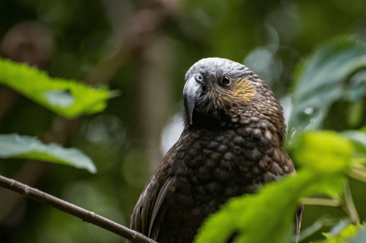 Places To Visit | Pokeno Community