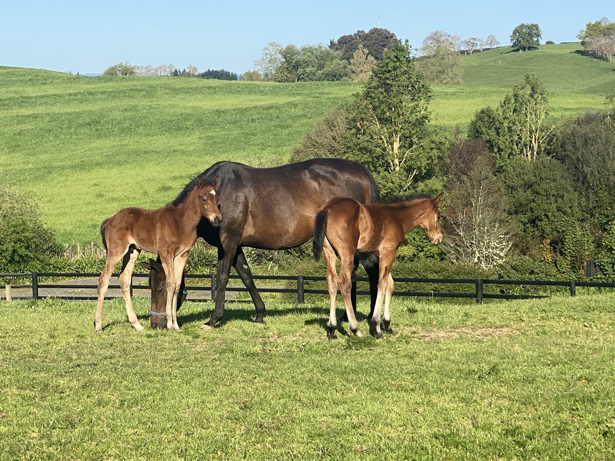 Contact | Timberlee Thoroughbreds