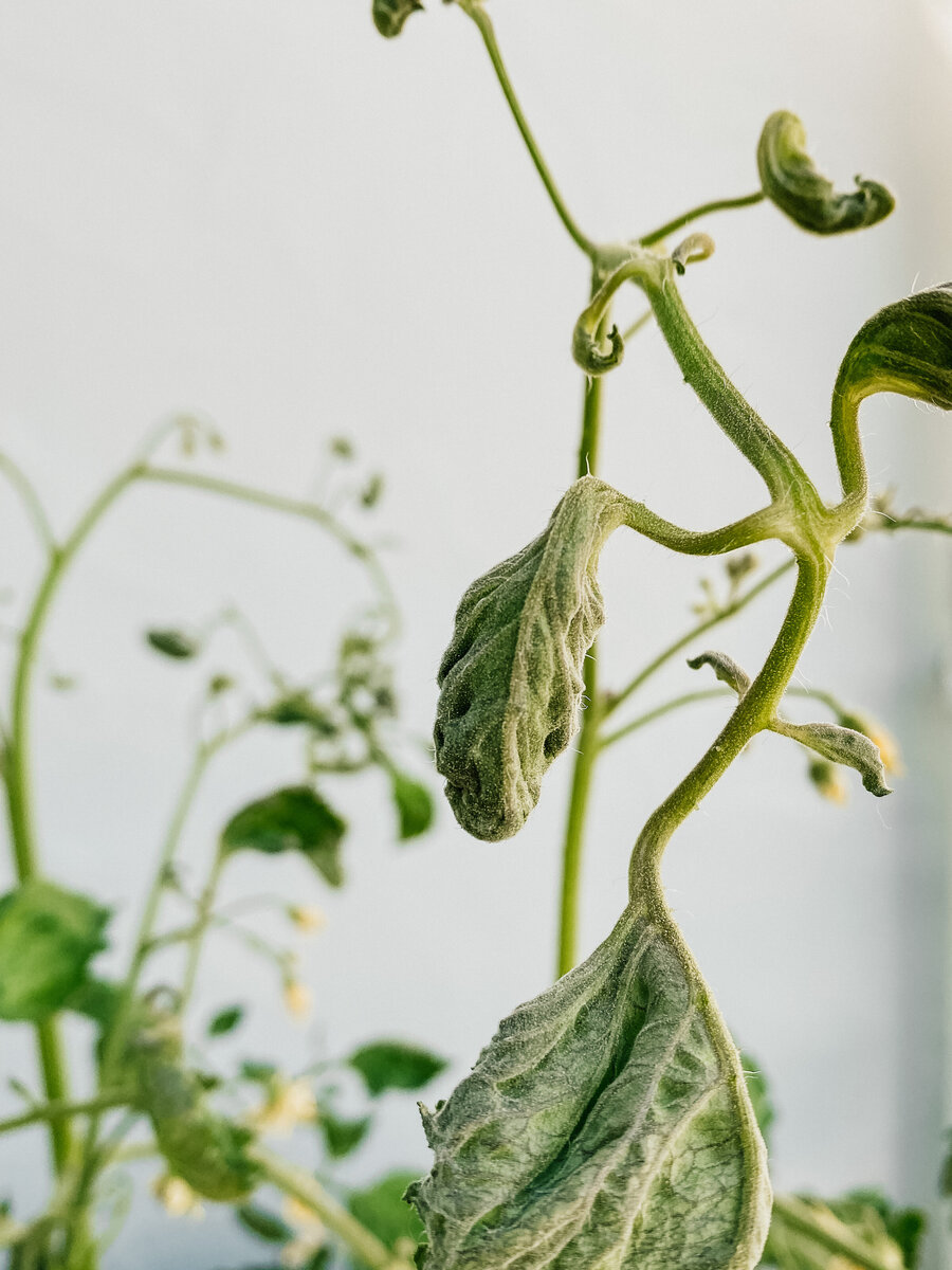 Beware of Persistent Herbicides: How to Protect Your Garden