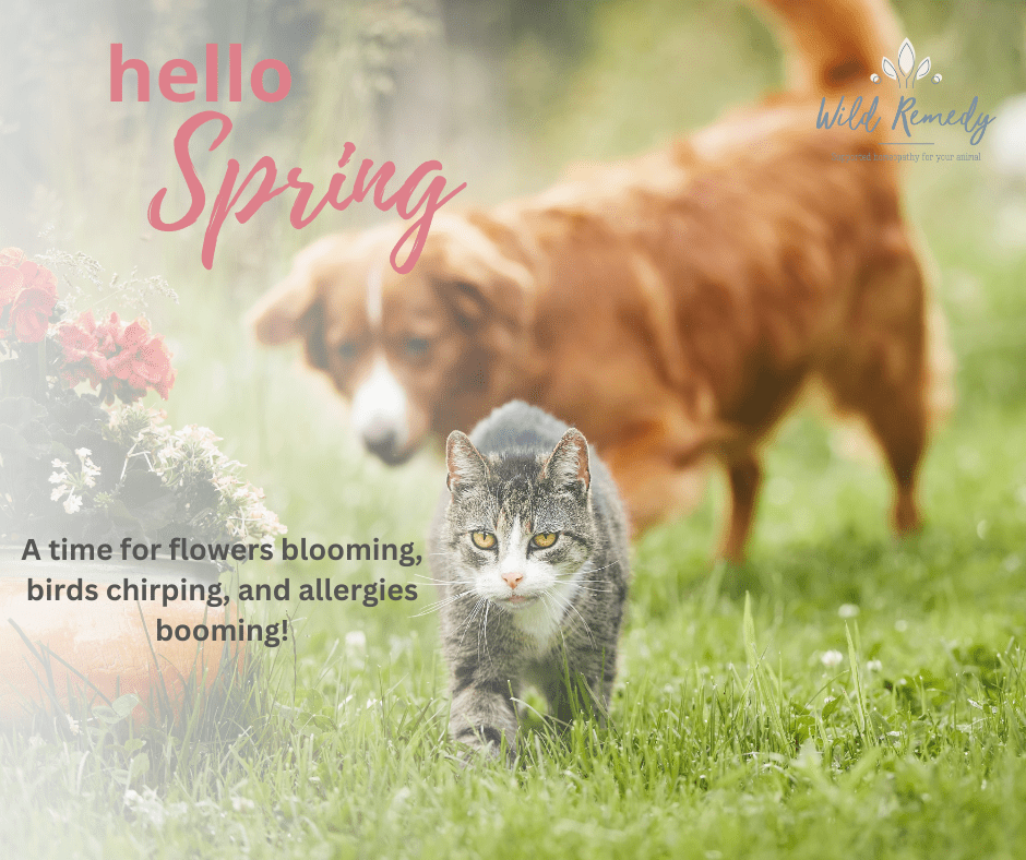 My Top Spring Animal Tips!