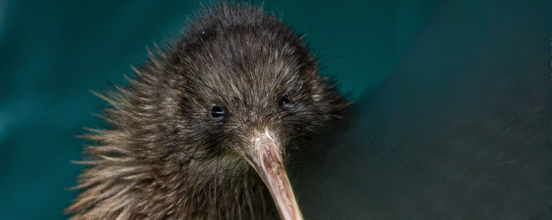 About | Te Amo Atawhai