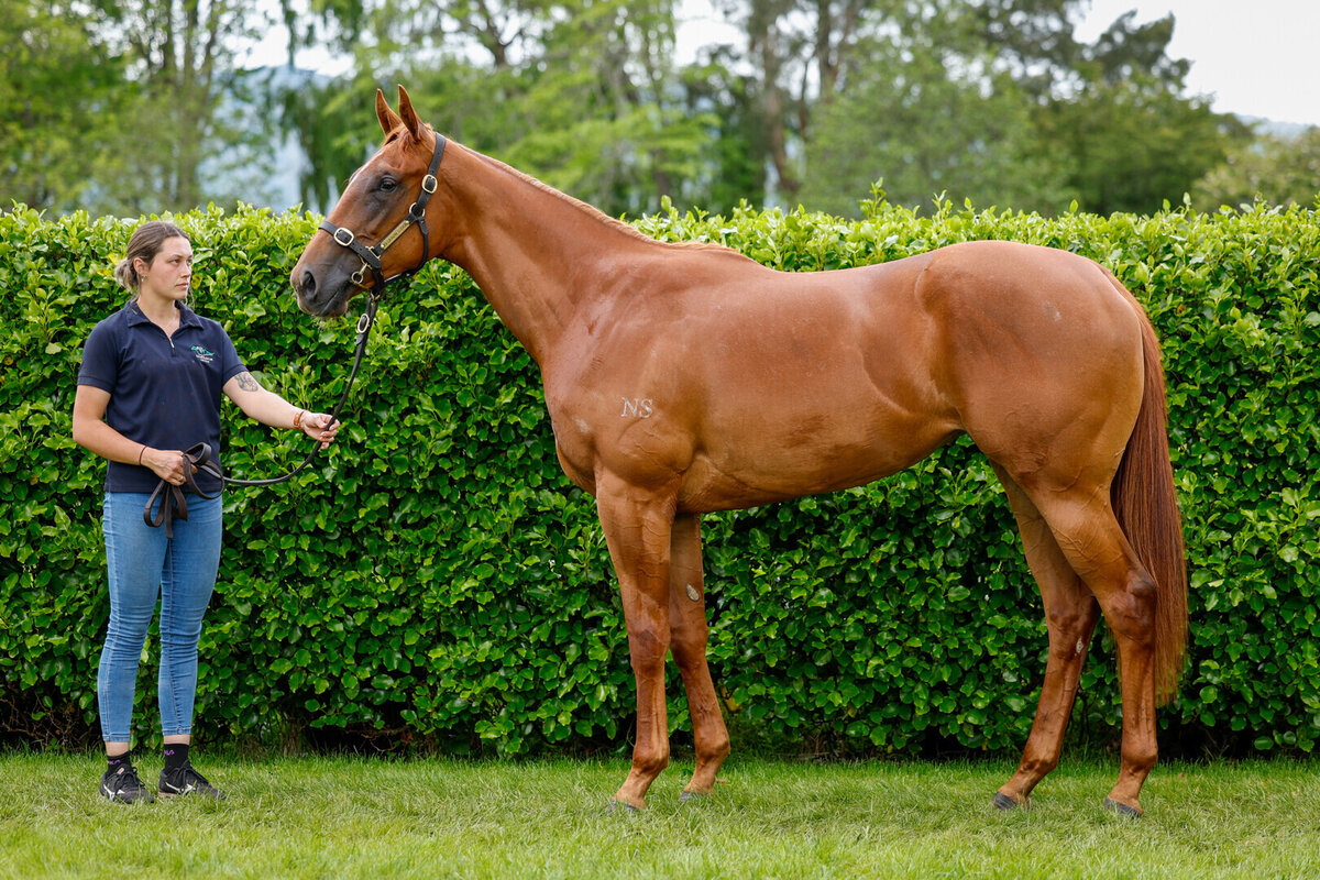 Kilgravin to offer quality RTR draft | New Zealand Thoroughbred ...