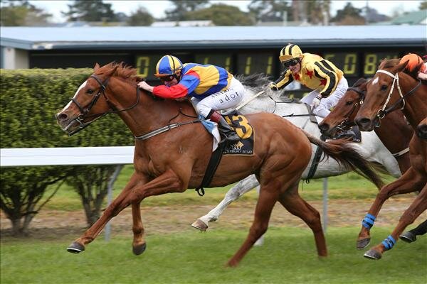 Kindaleica gives hobby breeder Gavin Saunders the thrill of a lifetime ...