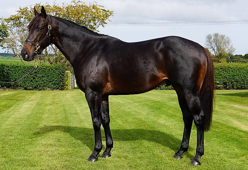 First Crop Sire Focus: Derryn | New Zealand Thoroughbred Breeders ...
