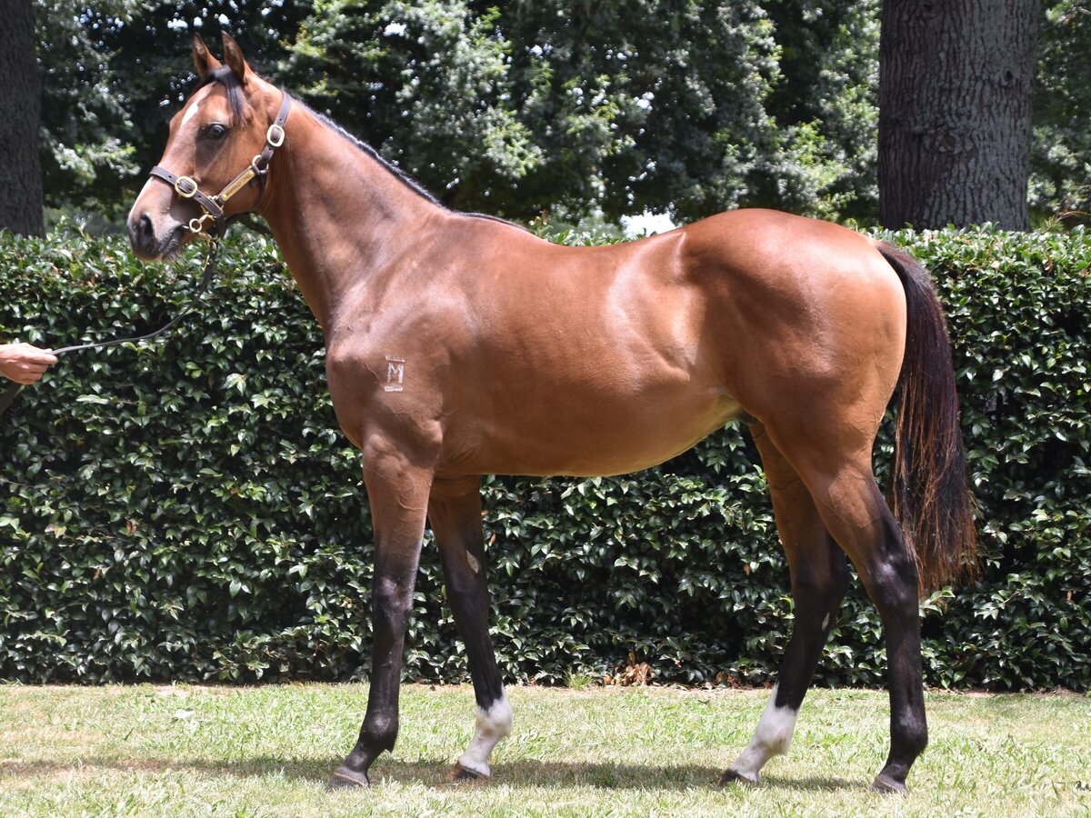 Mapperley Stud boxing well above its weight | New Zealand Thoroughbred ...