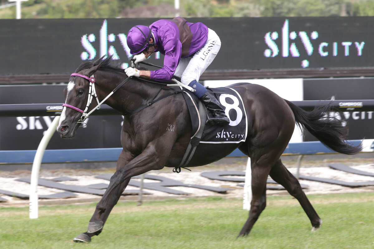 Platinum result for Auckland breeders | New Zealand Thoroughbred ...