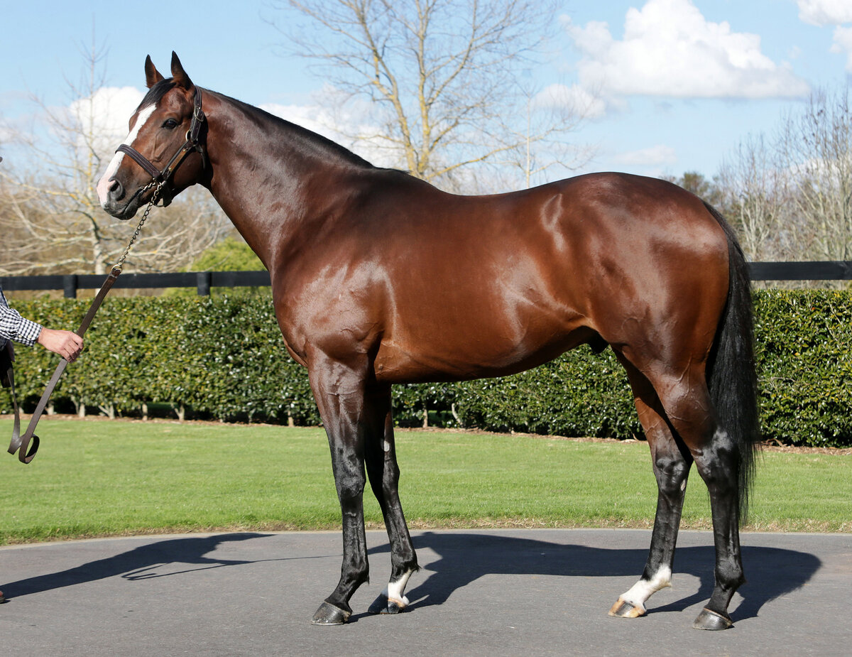 Auckland Stallion Parade | New Zealand Thoroughbred Breeders' Association