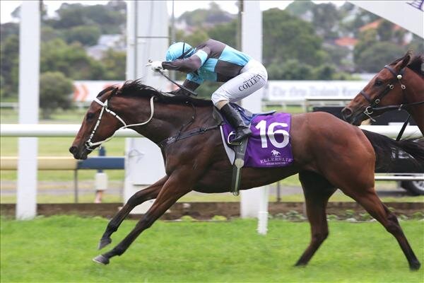 Dream day at the races for breeder Tim Harrison | New Zealand ...