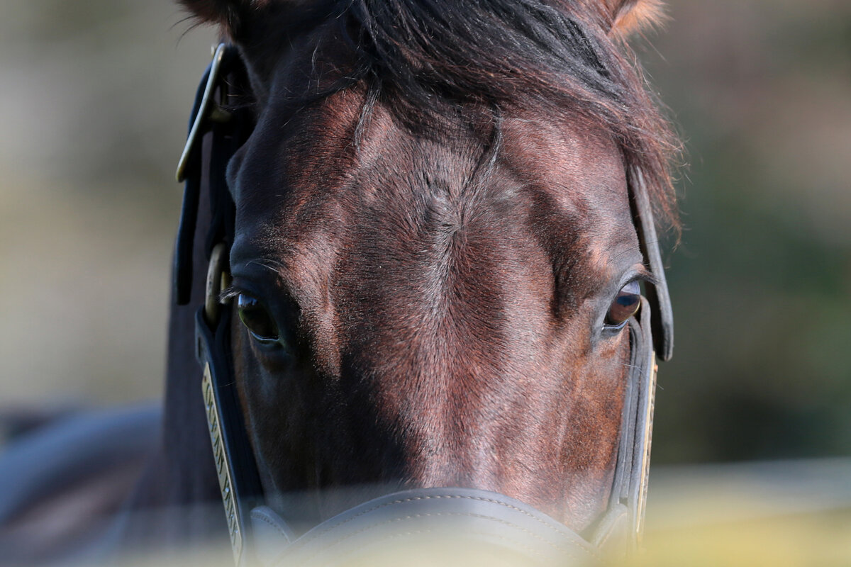 Auckland Stallion Tour | New Zealand Thoroughbred Breeders' Association