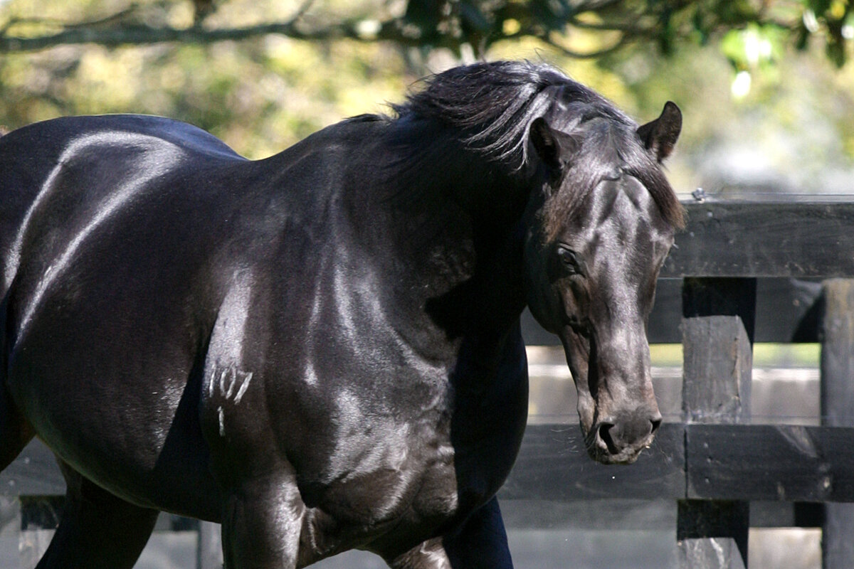 Stallion covering statistics released | New Zealand Thoroughbred ...