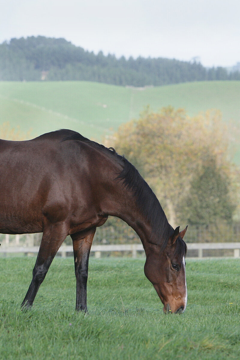 Preparing dry mares for the breeding season | New Zealand Thoroughbred ...