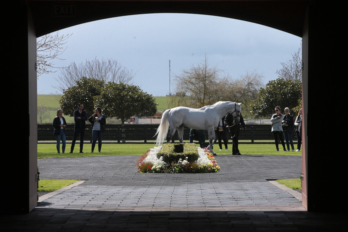 Auckland Stallion Parade and Presentation | New Zealand Thoroughbred ...