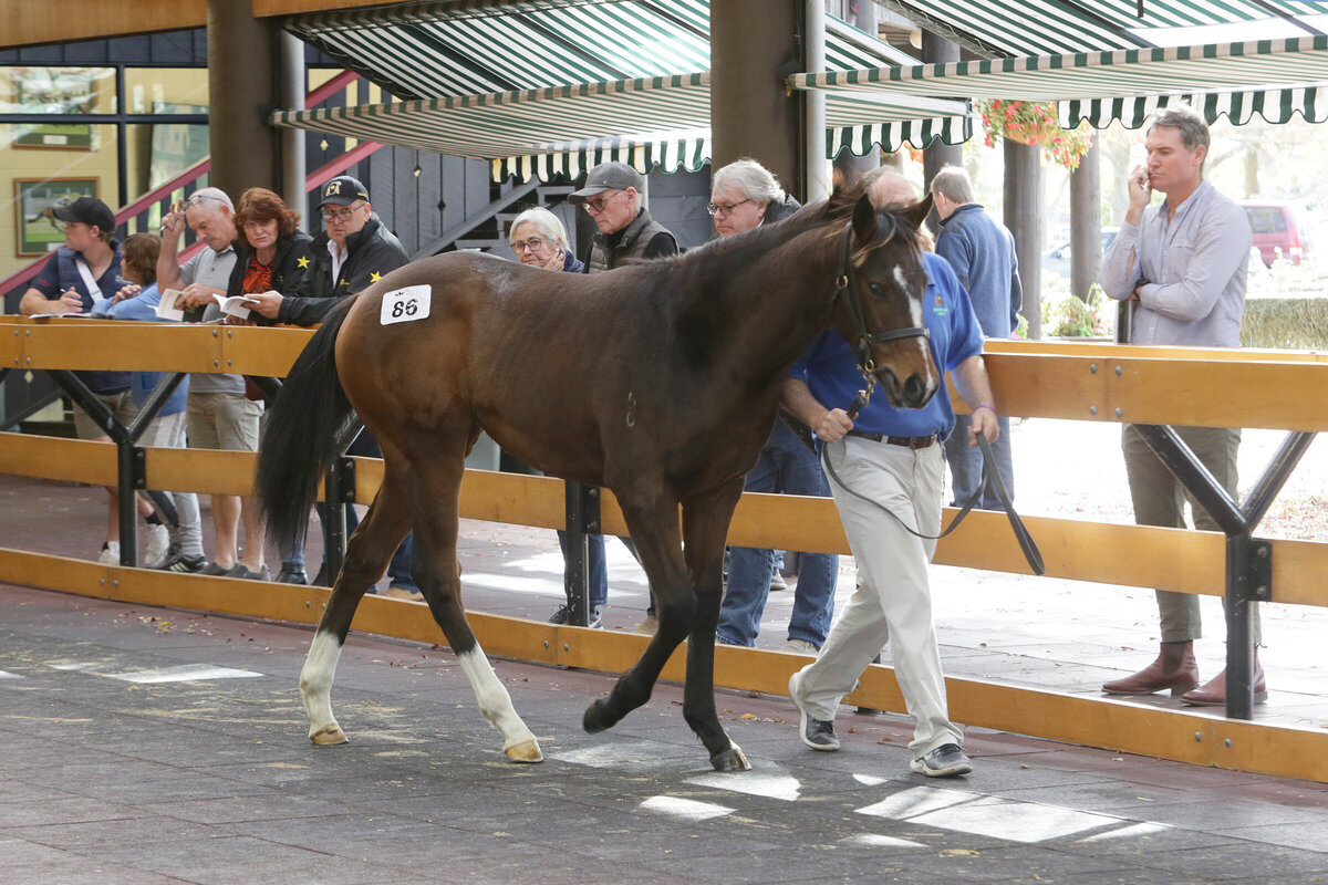 NZB Weanling and Broodmare Sale catalogue now online | New Zealand Thoroughbred Breeders ...