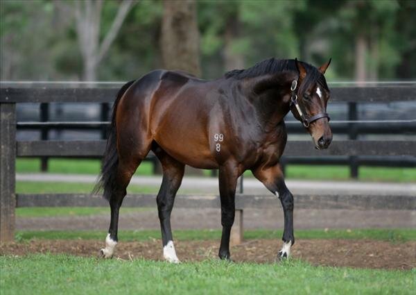 Lime Country Thoroughbreds have had an exciting past week... | New ...