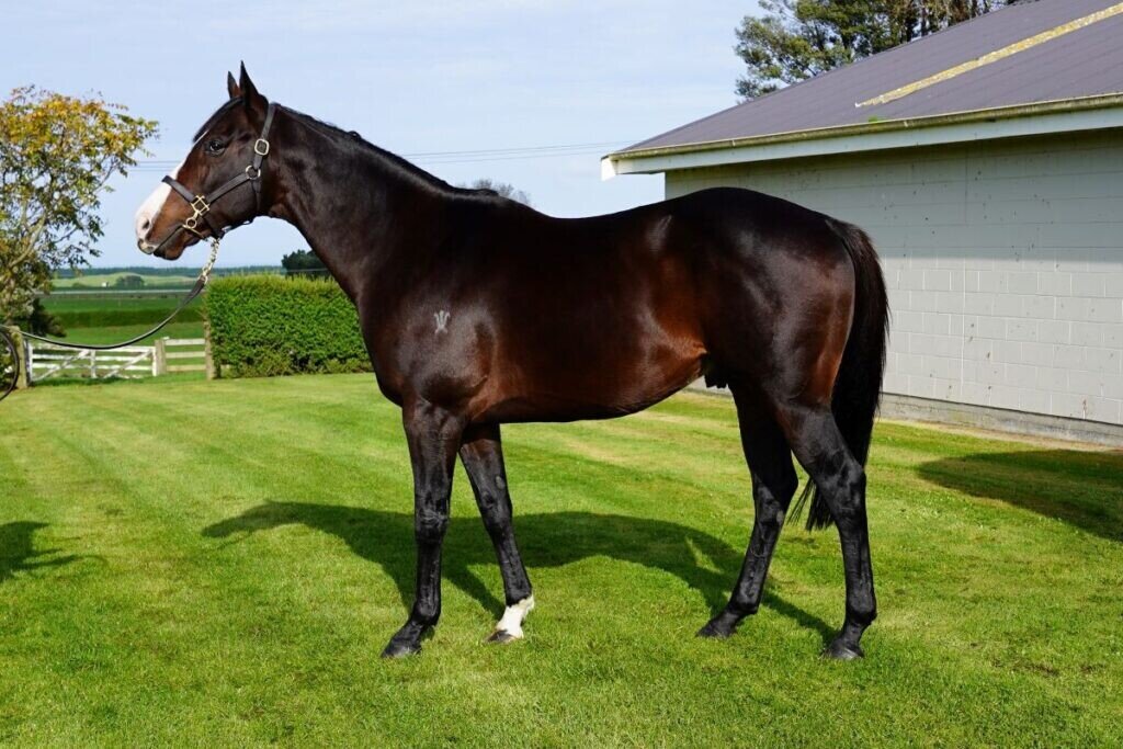 Cat’s bold run timely boost for Grangewilliam | New Zealand Thoroughbred Breeders' Association