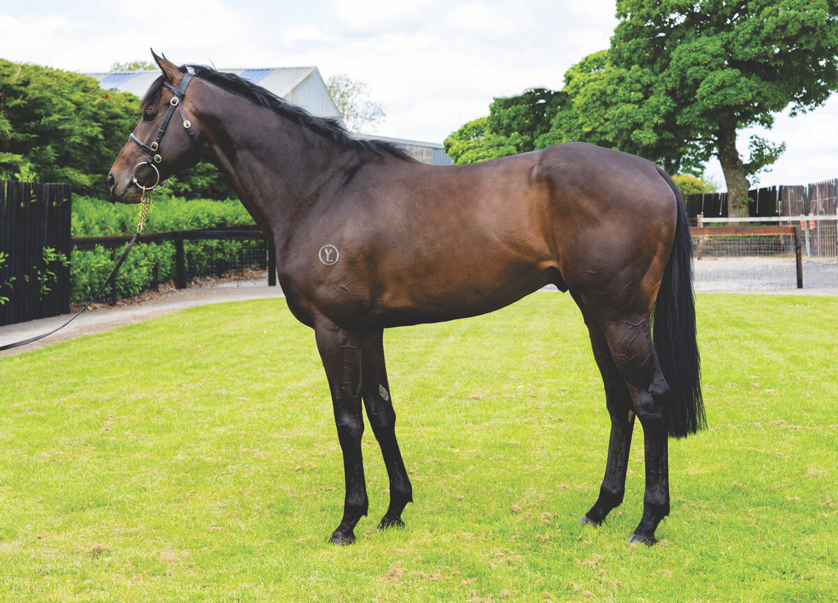 Ancient Spirit heads bright future at White Robe Lodge | New Zealand Thoroughbred Breeders ...