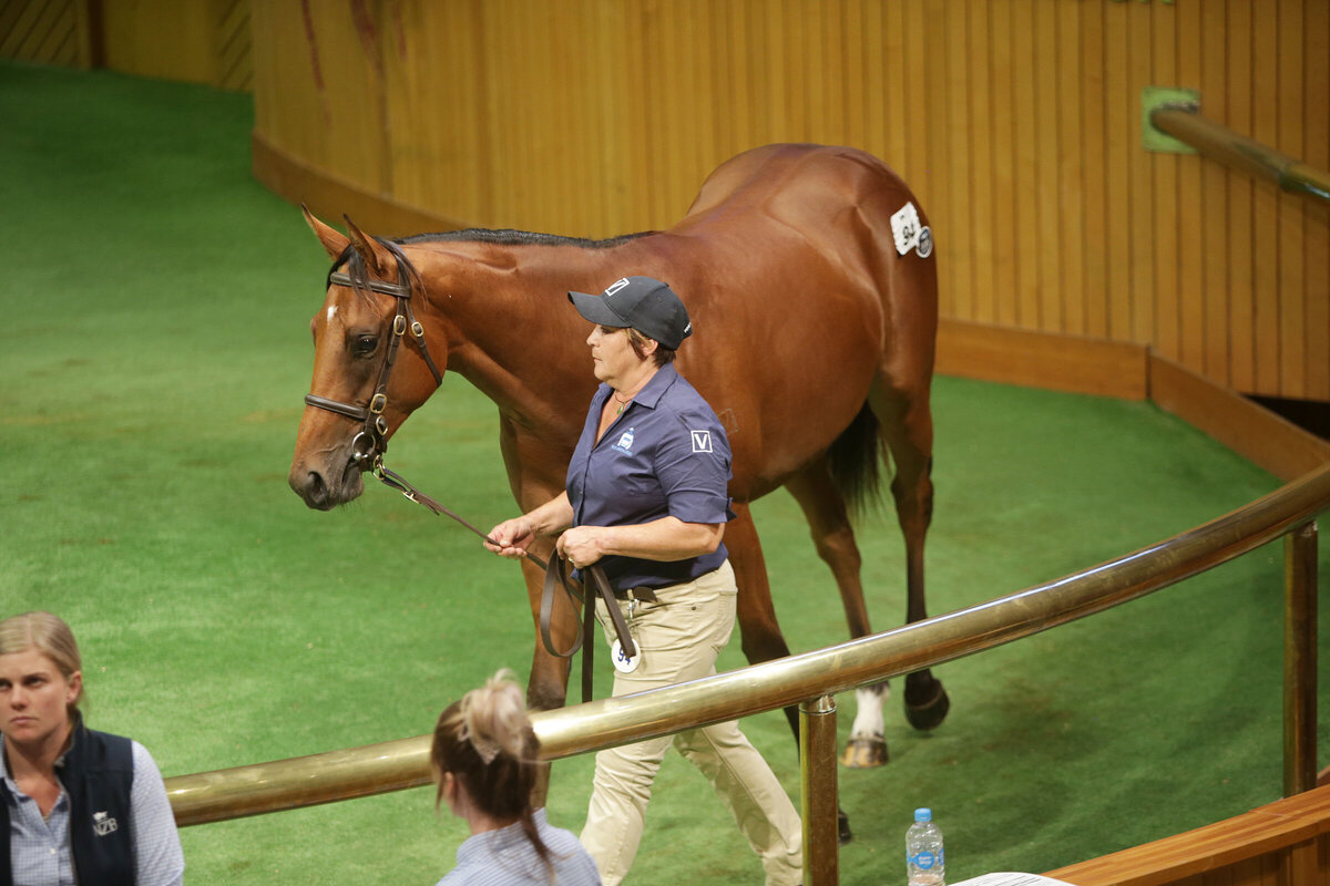 Filly Attracts International Thoroughbred Powerhouse | New Zealand ...
