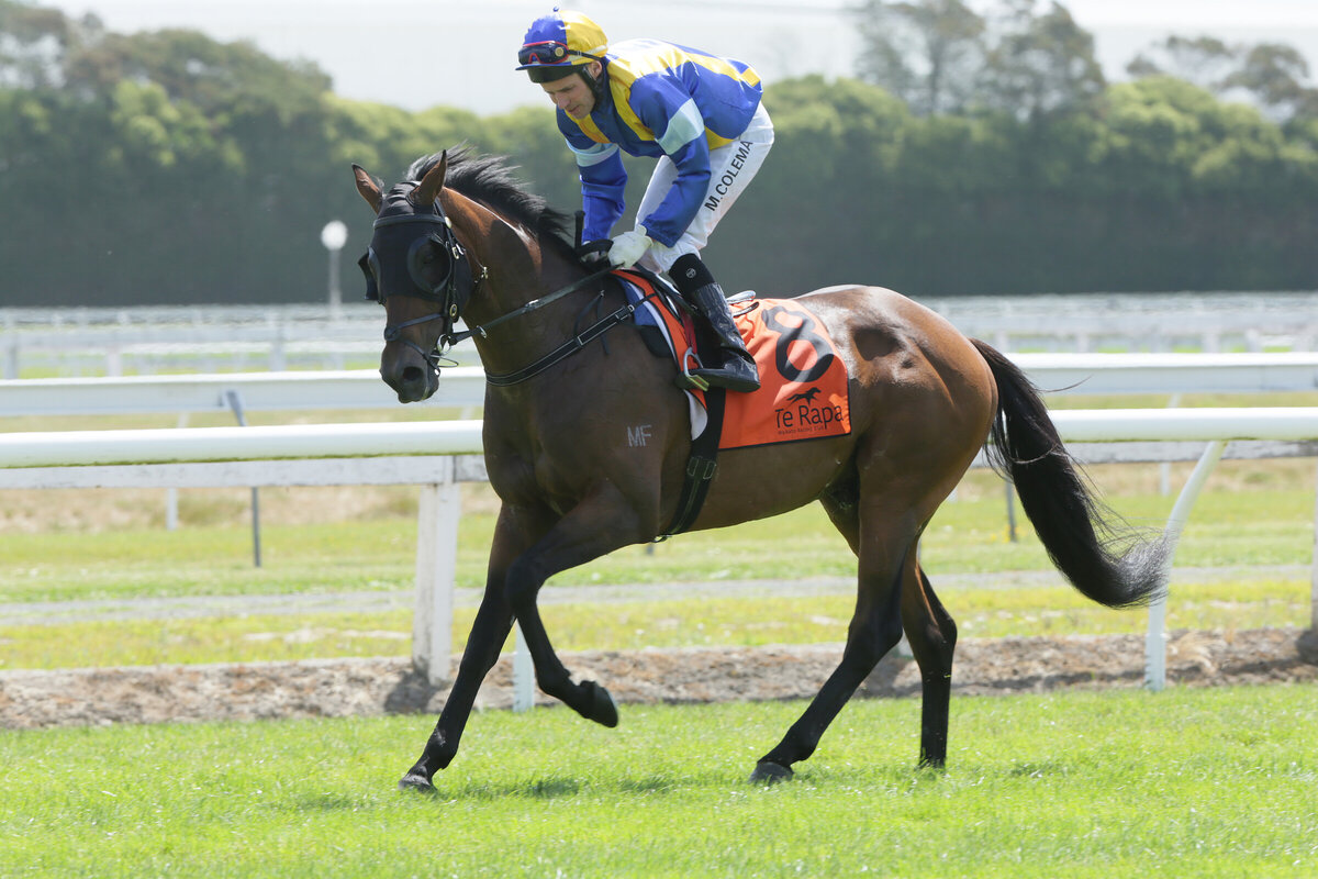 Goldman helps boost profile of young stallion | New Zealand ...