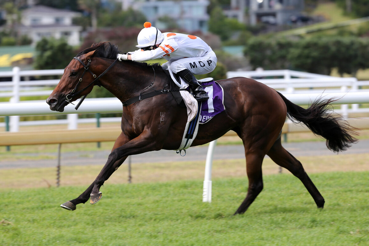 Champion Kiwi mare to visit War Front | New Zealand Thoroughbred ...