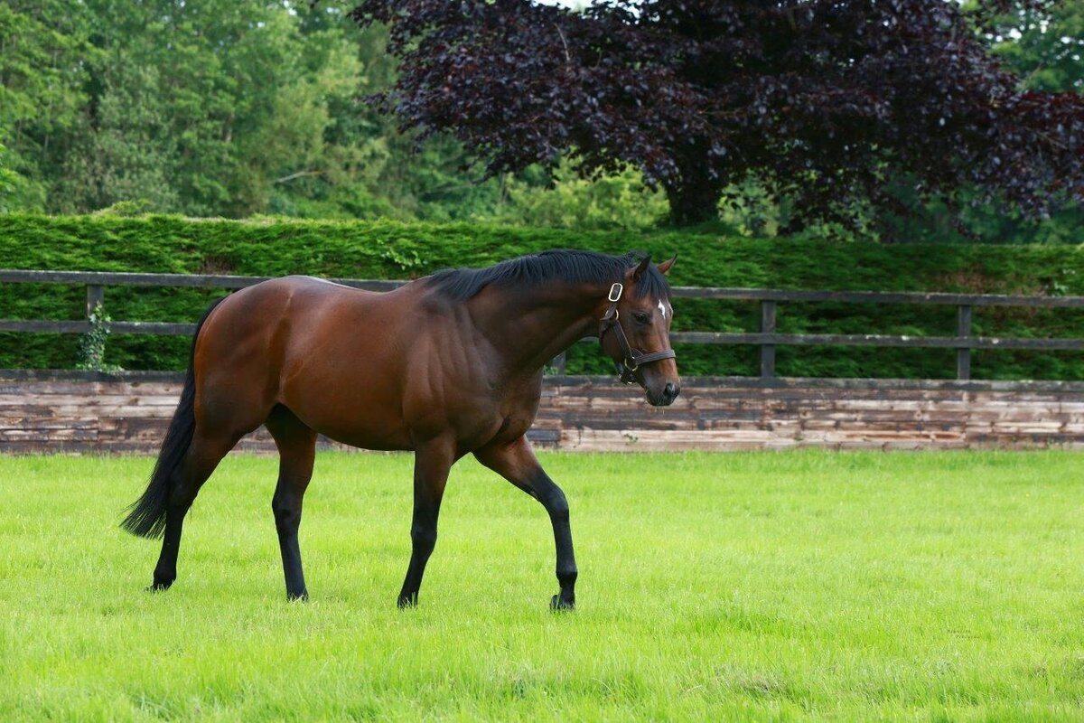 Power relocated to Queensland | New Zealand Thoroughbred Breeders ...
