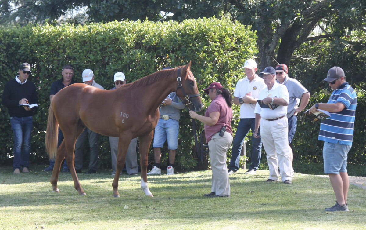Yearling Parades Auckland and Waikato | New Zealand Thoroughbred ...