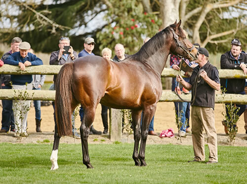 First winner for Atlante | New Zealand Thoroughbred Breeders' Association