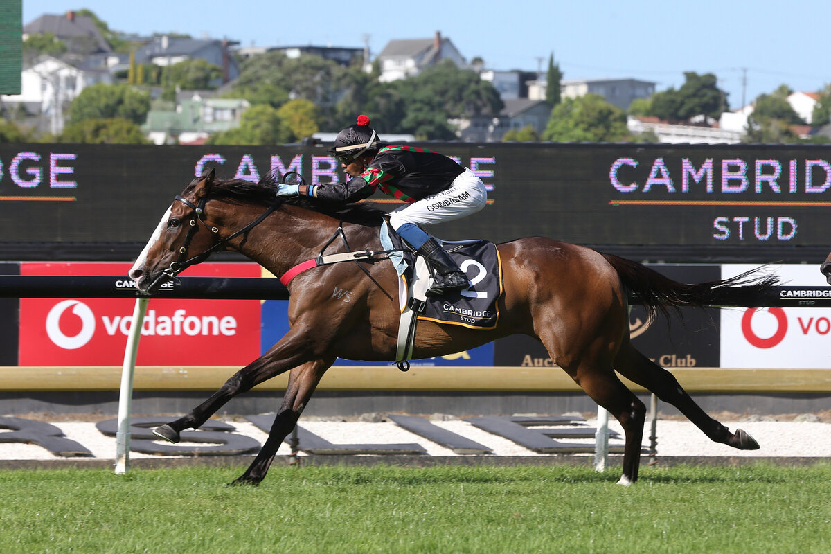 Boxing Day Races Black Type Winners | New Zealand Thoroughbred Breeders ...