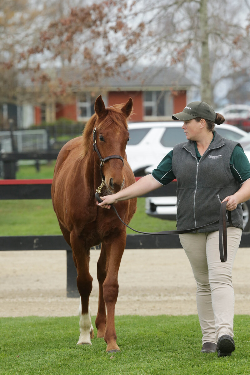 Cunningham bullish on weanling sale format | New Zealand Thoroughbred ...