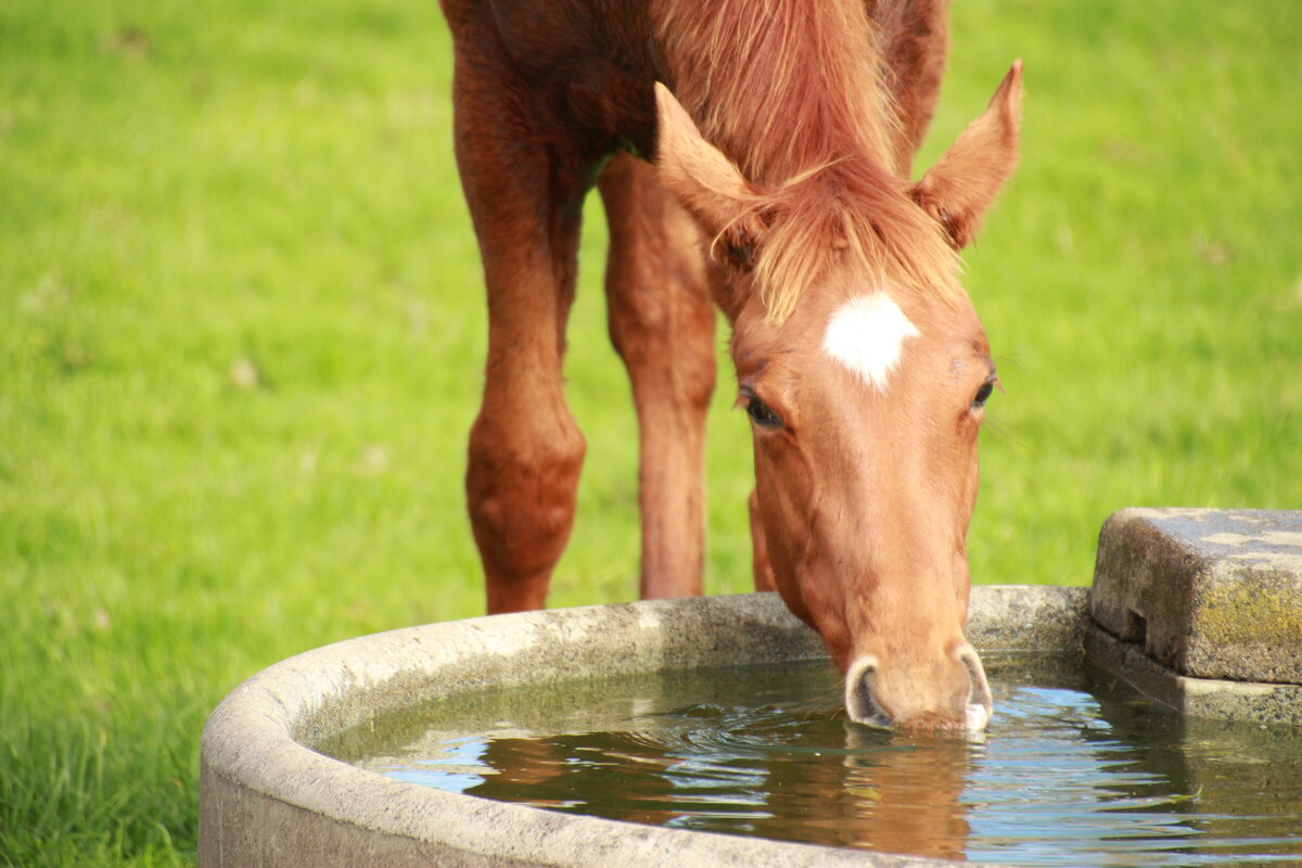 Keeping of Animals By-Law | New Zealand Thoroughbred Breeders' Association