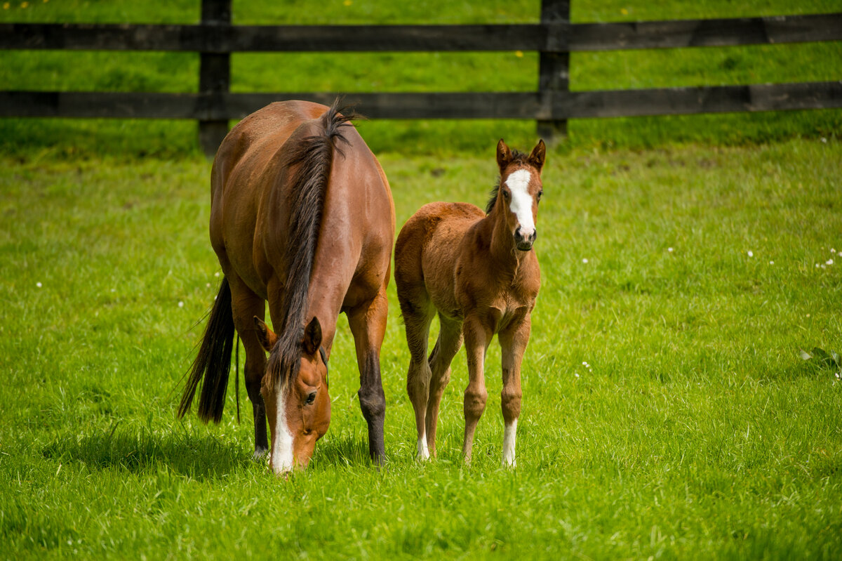 Mare Returns Due | New Zealand Thoroughbred Breeders' Association