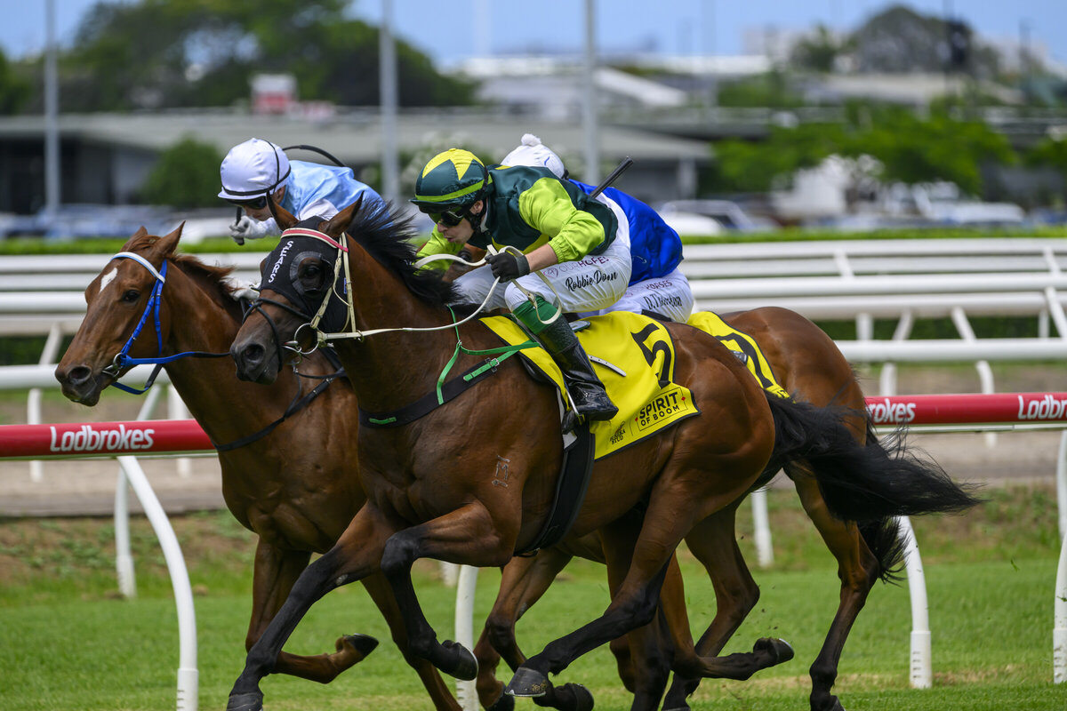 Beau Dazzler strikes in Phelan Ready | New Zealand Thoroughbred ...