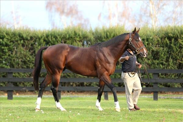 Sham Express arrives at Windsor Park Stud | New Zealand Thoroughbred ...