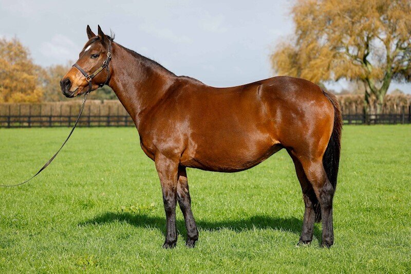 High-flying Pencarrow Stud offers well-bred mares in Online Breeding ...